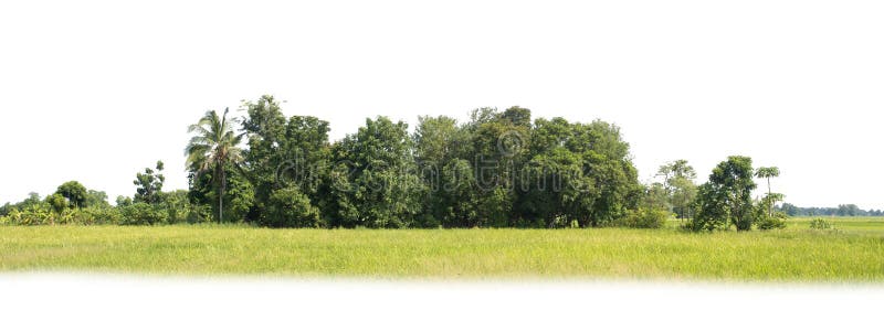 Green Treeline Isolated on White Background Stock Photo - Image of ...