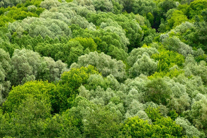 Green trees stock image. Image of bright, branch, spring - 14841513
