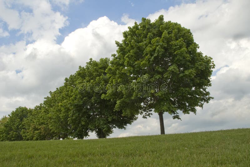 Green trees stock photo. Image of line, formation, park - 5324182