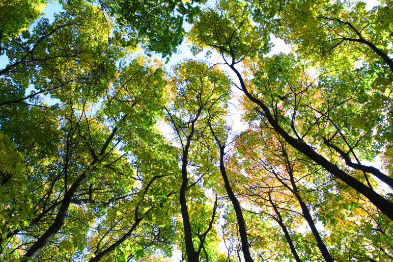 Green trees stock photo. Image of outdoor, bright, season - 6679212