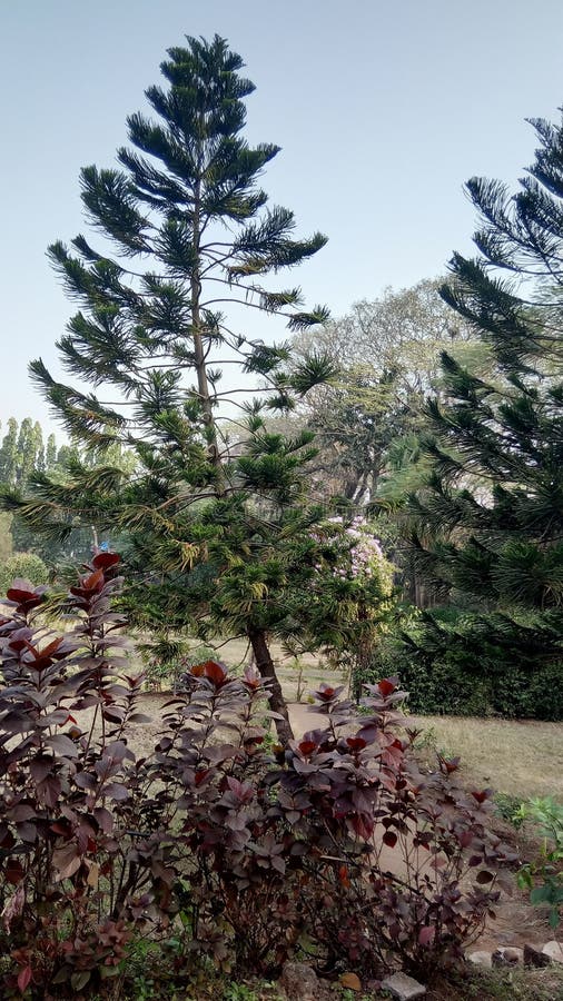 Green Trees Aarey Forest Mumbai Stock Photo - Image of green, forest ...