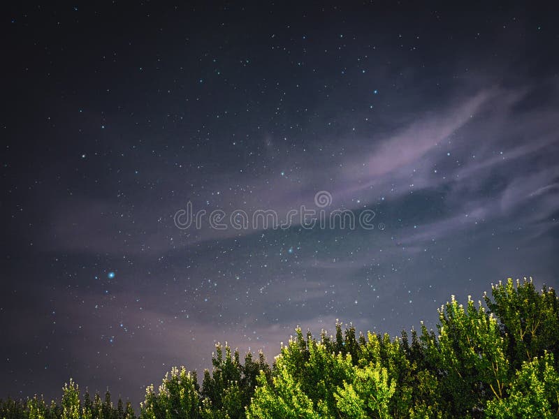 Green Trees Against Starry Sky Stock Image - Image of outdoors, stars ...