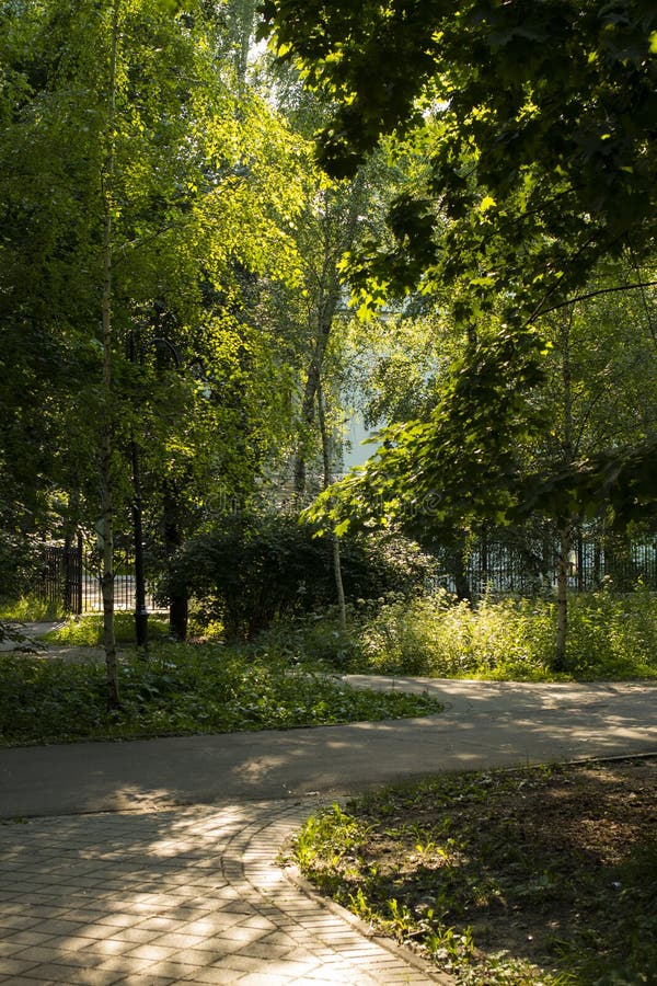 Green Trees Along the Edge of the Road in the Park Stock Photo - Image ...
