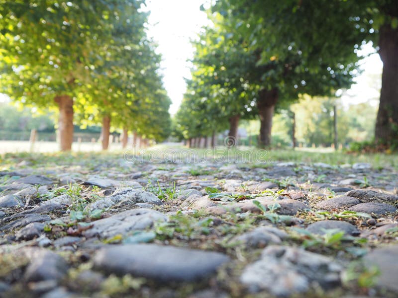 Tree Alley with a path stock photo. Image of environment - 131817446