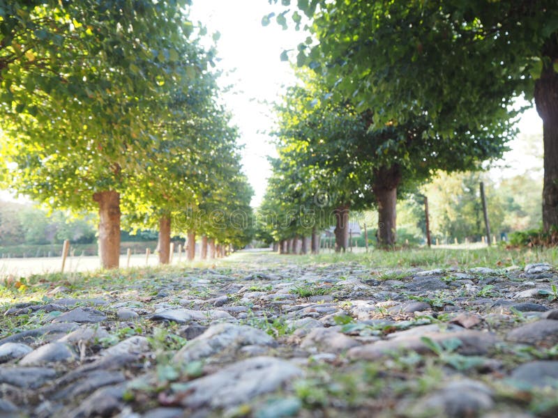 Tree Alley with a path stock image. Image of alley, rural - 131819169