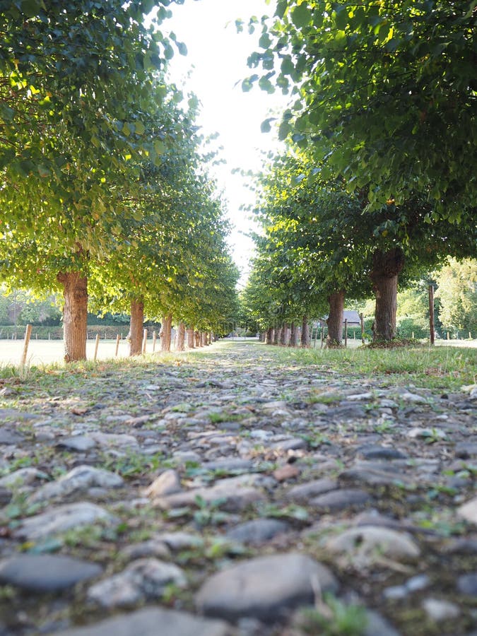 Tree Alley with a path stock image. Image of autumn - 131820023
