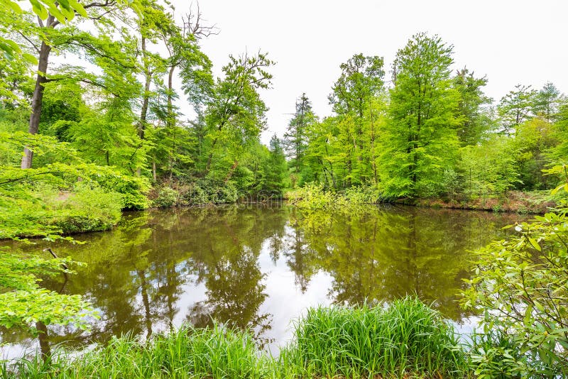 Green Trees Around Forest Pond in Spring Season Stock Image - Image of ...