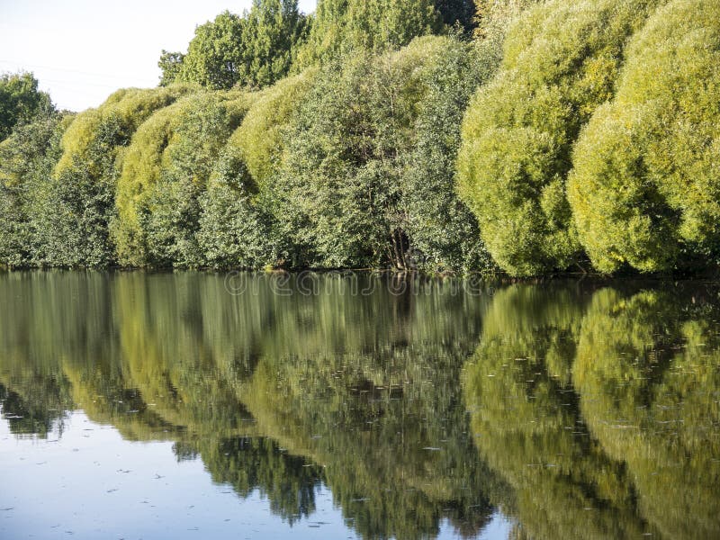 Green Trees Around Pond Reflected in Water Stock Image - Image of water ...