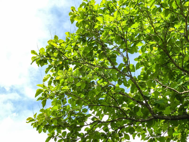 Green trees background stock image. Image of spring, energy - 99801069