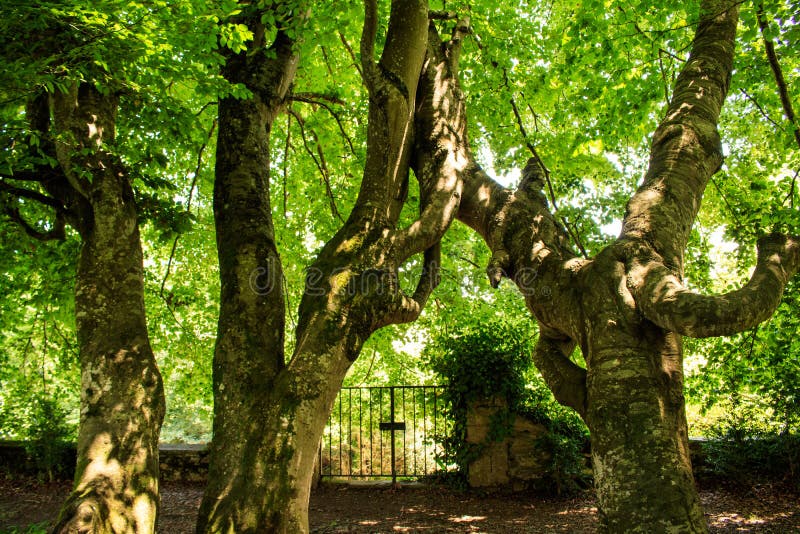 Green Trees Background. Nature, Environment Ecology Design. Stock Photo ...