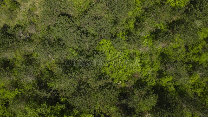 Green Trees Background Top Down View Texture Stock Image - Image of ...