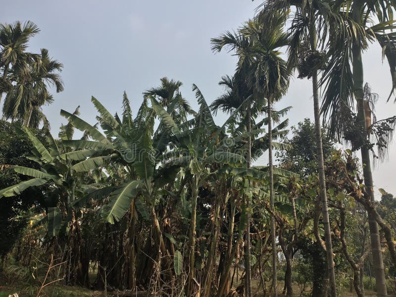 Green Trees Bananas and Coconut and Arenut Stock Photo - Image of ...
