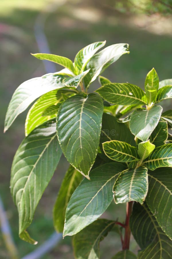 Green plants and Trees stock image. Image of natural - 110548285