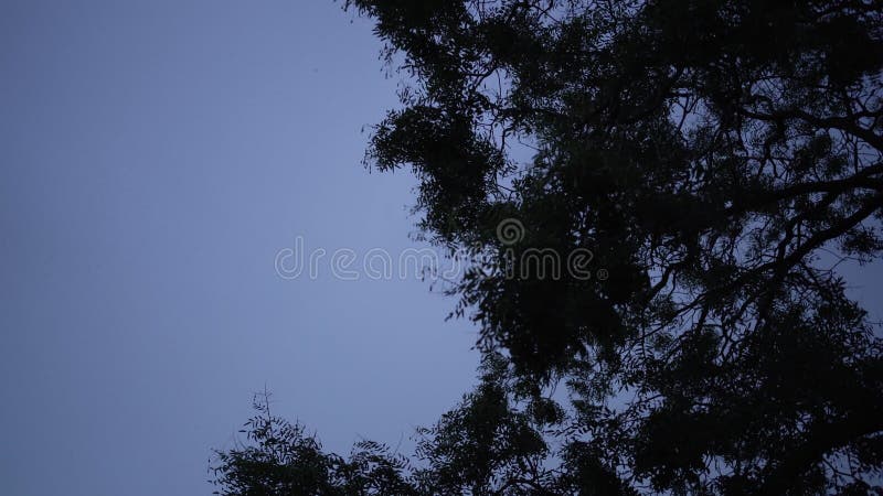 Green Trees Bending in the Wind Under a Dark, Stormy Sky, Evoking a ...