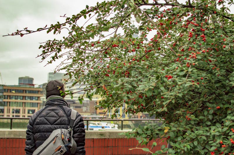 The Green Trees with Berries and Man Facing the Back Editorial Photo ...