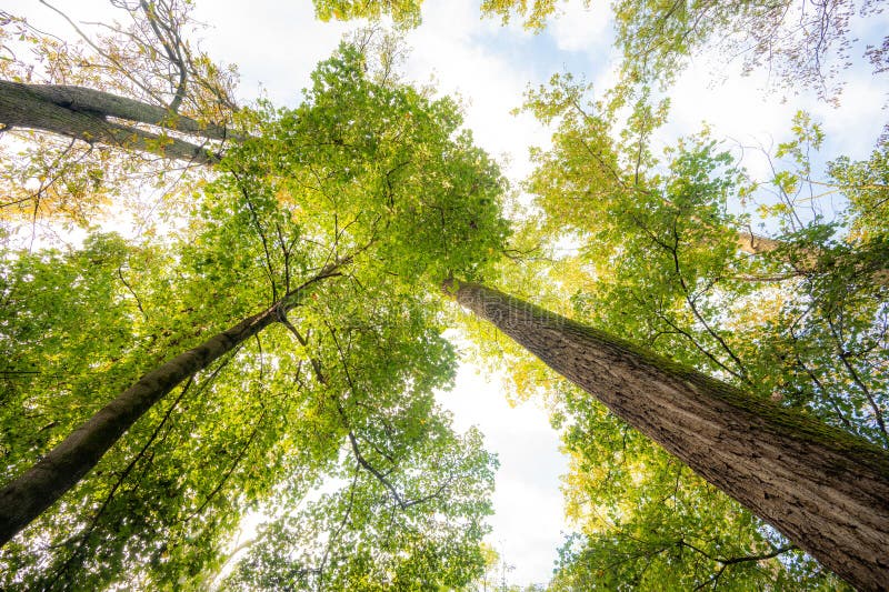 Green Trees Big Trees and Ecology View Stock Image - Image of breath ...