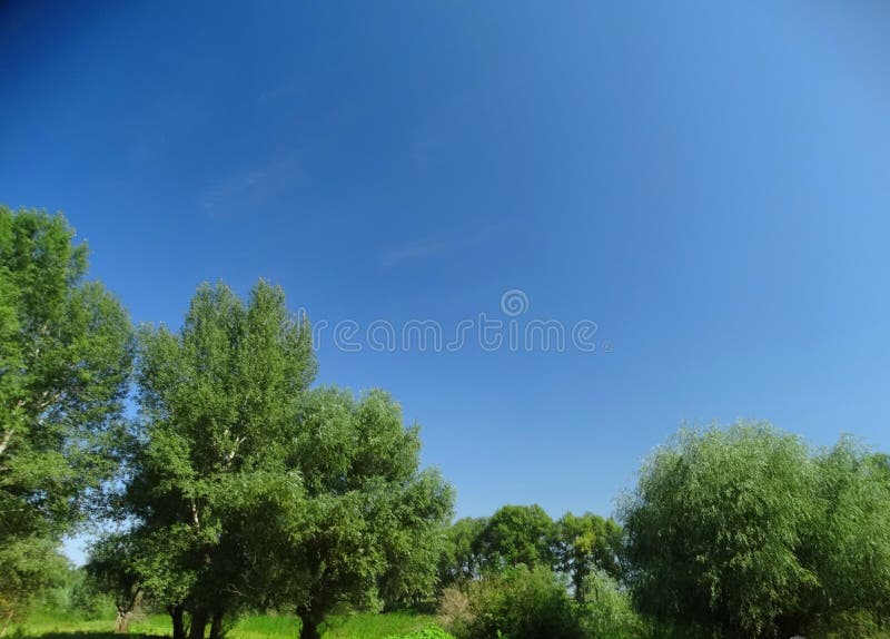 Blue sky over the forest stock photo. Image of outdoors - 108061728