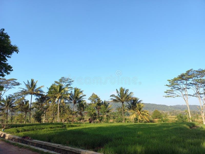 Green Trees with Blue Sky during Daytime Stock Photo - Image of horizon ...