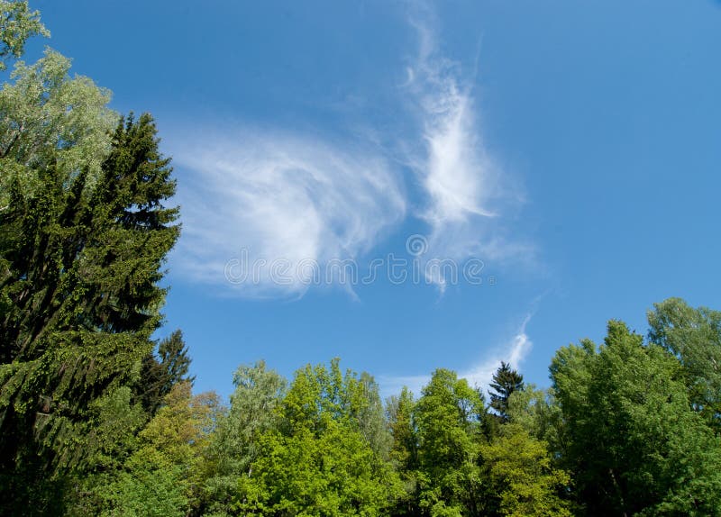 Green trees with blue sky stock image. Image of clouds - 102470809