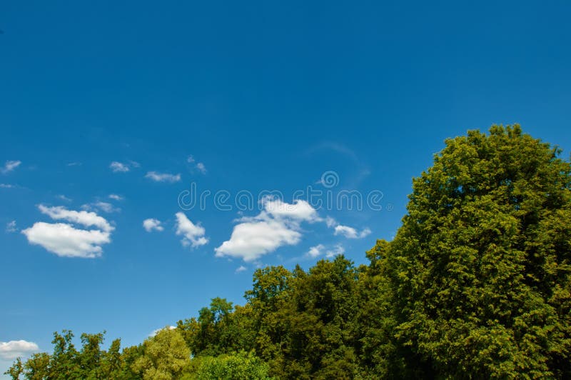 Green trees with blue sky stock photo. Image of ecology - 71745548