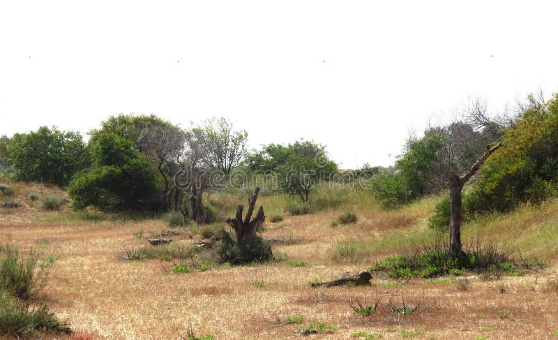 Green trees in the bush stock photo. Image of tree, trees - 154310384