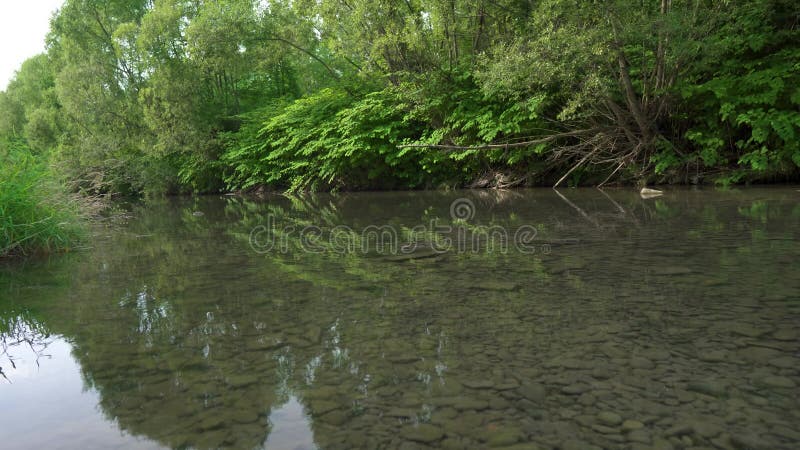Green Trees and Bushes on the River Bank. Green River Bank in Summer. a ...