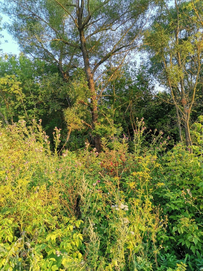 Green Trees and Bushes in Summer Forest Stock Photo - Image of branches ...