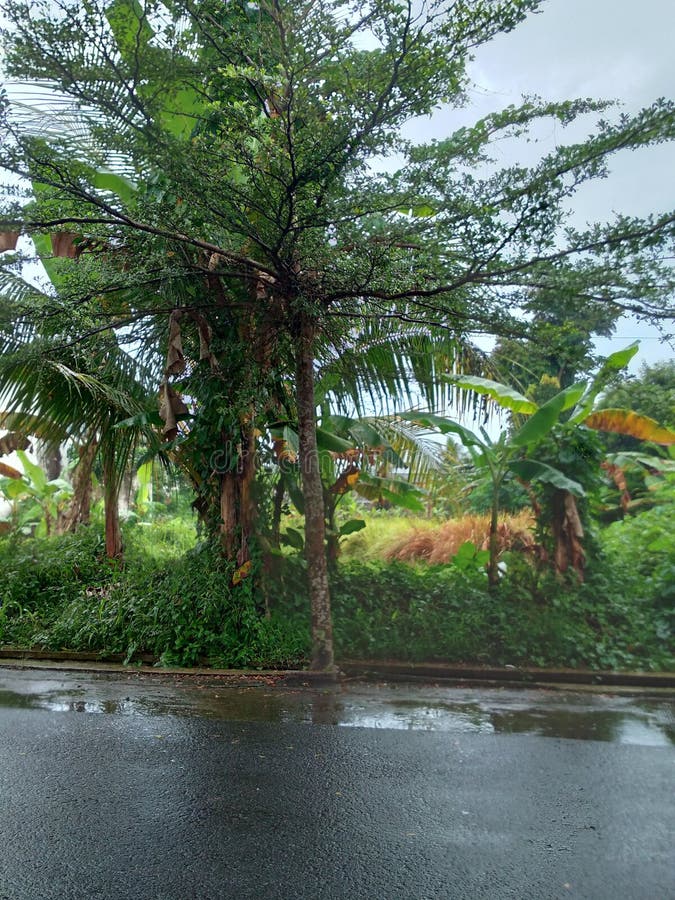 Green Trees Can Reduce Pollution Stock Image - Image of reduce, trees ... Green Trees Can Reduce Pollution Stock Image - Image of reduce, trees ...