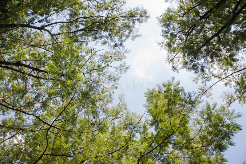 Green trees canopy stock image. Image of beautiful, autumn - 64180033