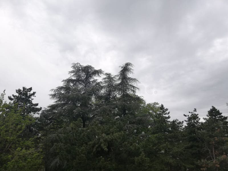 Green Trees with Cloudy Behind. Stock Photo - Image of morning, plant ...