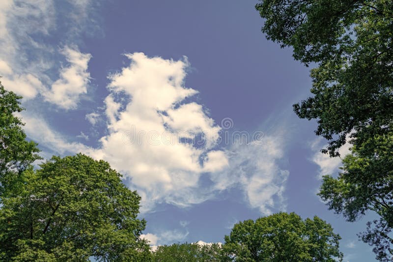 Green Trees and a Cloudy Blue Sky. View from Below. Tall Trees Framing ...