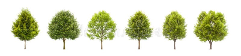 Diverse Green Trees Collection Isolated White Background Landscaping ...