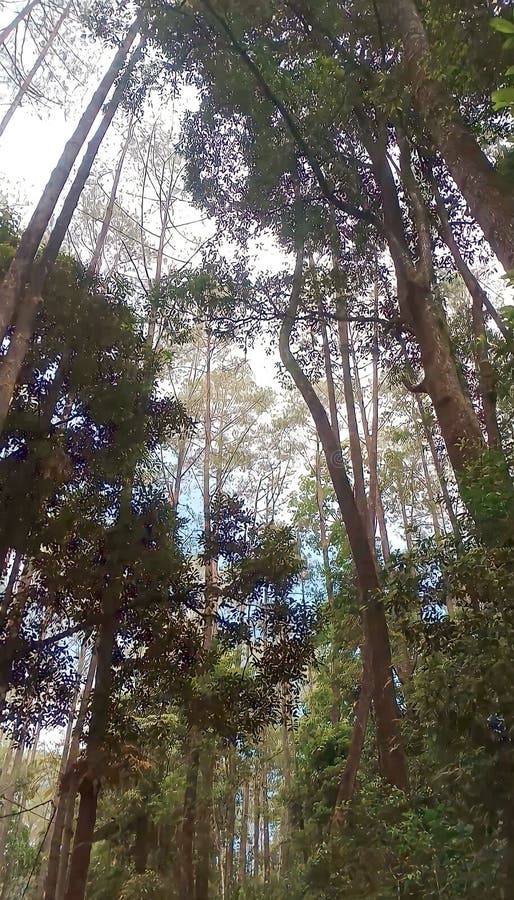 Green trees cool the eyes stock image. Image of panorama - 263035735