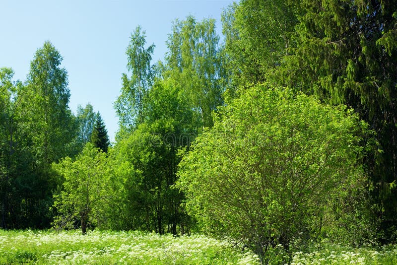 Green trees in countryside stock photo. Image of nature - 15045600