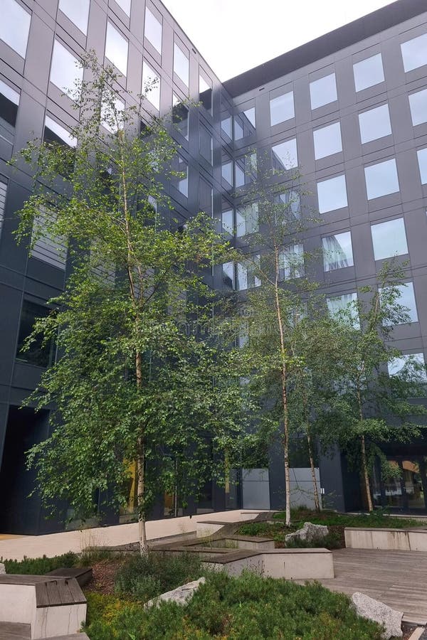 Green Trees in the Courtyard of a Modern House. Stock Photo - Image of ...