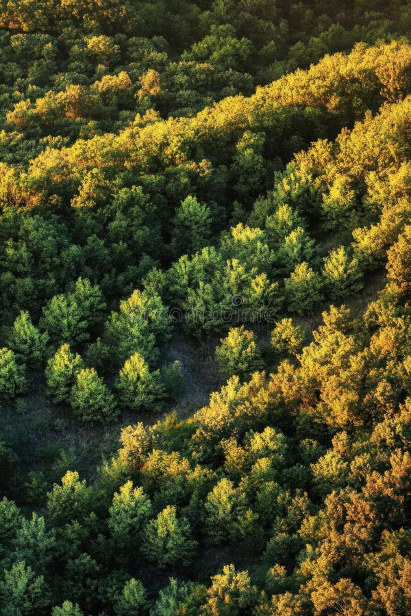 Green Trees Cover Hillside at Sunset, Lush Forest Canopy Greenery Stock ...