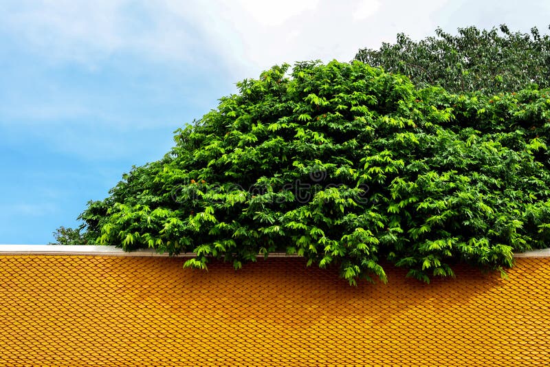 Green Trees Covered the Roof Tiles. Stock Photo - Image of repeat ...