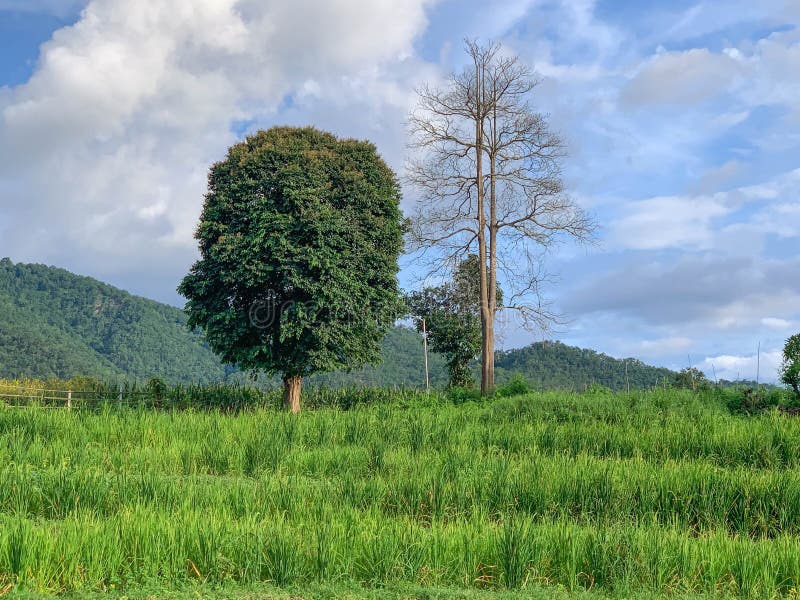 Green Trees and Dead Trees on Rice Field Stock Photo - Image of green ...