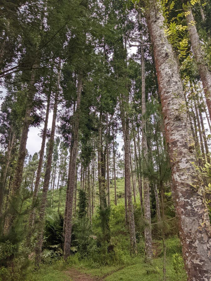 Green Trees in Dense and Dense Forest during Day Time Stock Photo ...