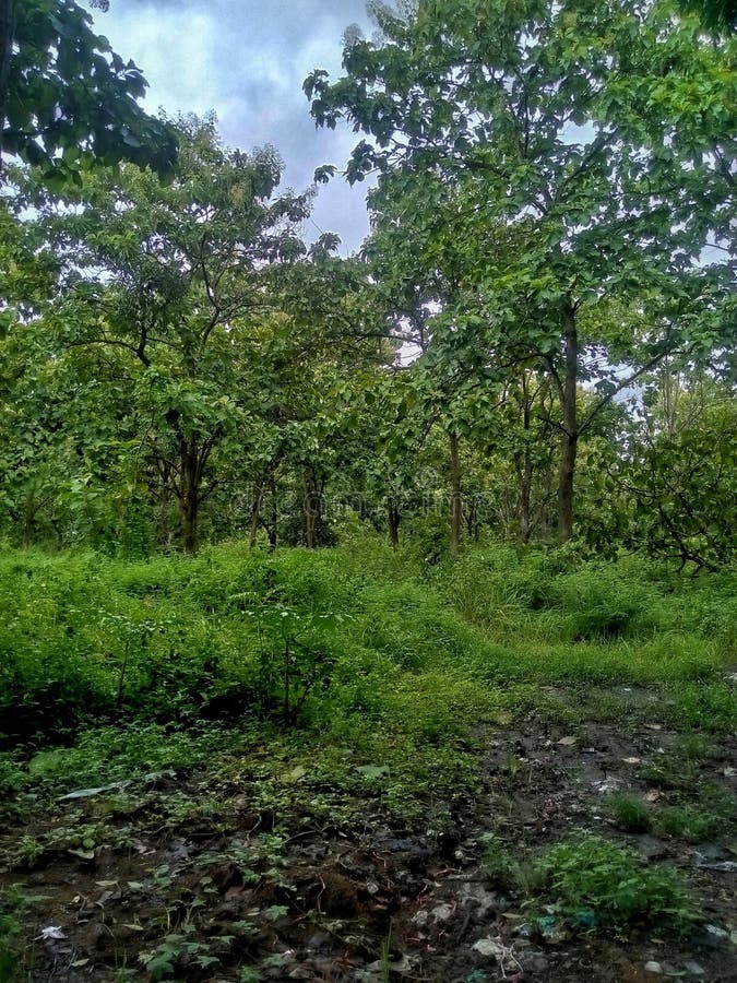 Green Trees in the Dense Forest Stock Photo - Image of dense, trees ...