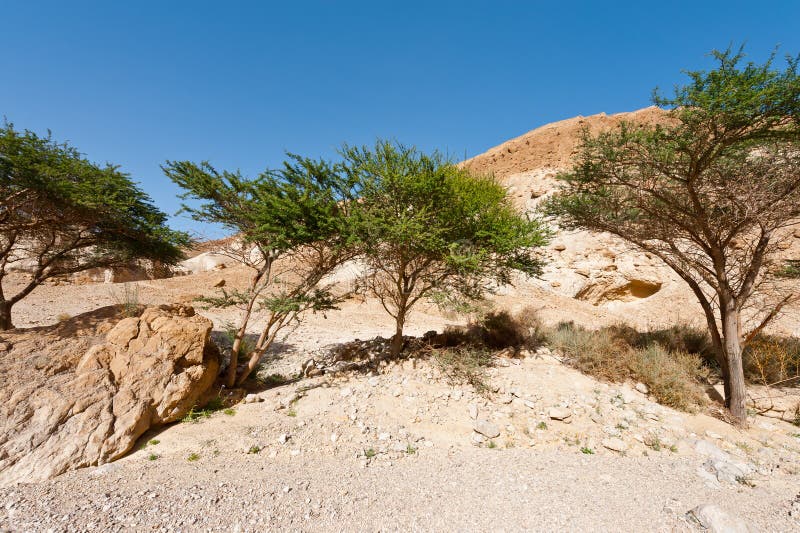 Trees in Desert stock image. Image of reserve, blue, ridge - 29755257
