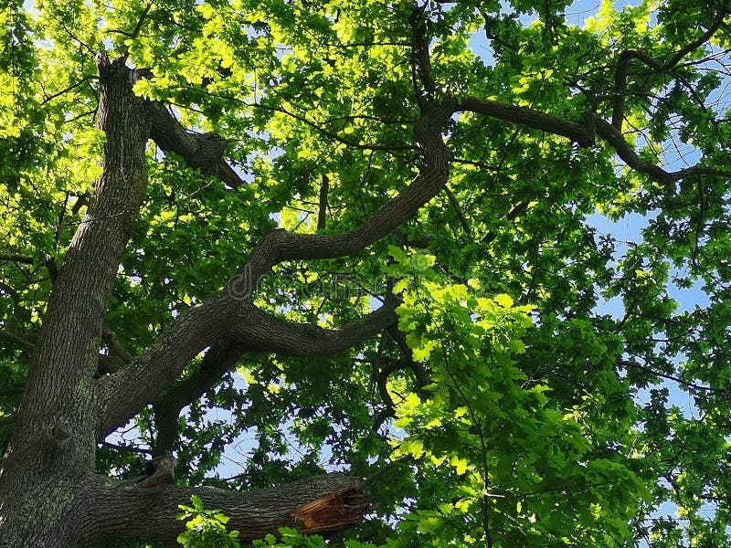 Green Trees Dwarsberg Trout Hideaway Stock Photo - Image of hideaway ...