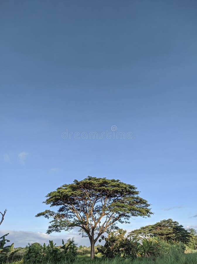 Green trees for the earth stock image. Image of green - 280972811