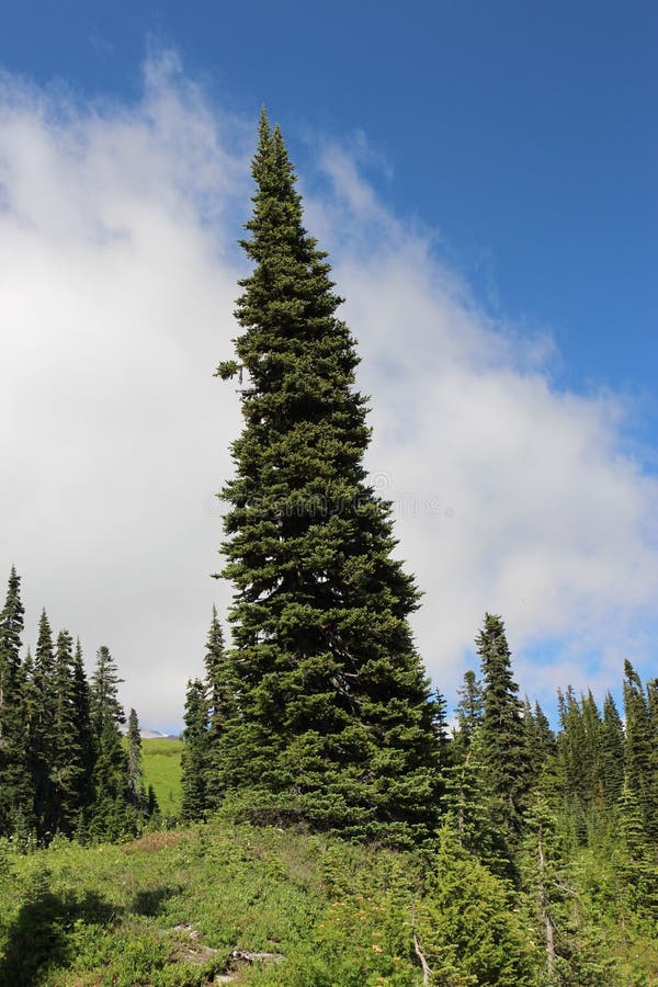 Evergreen trees stock image. Image of scenery, mountain - 75209571