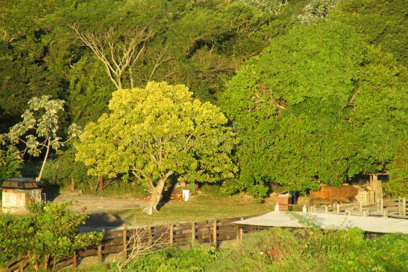 Green Trees in the Farmland Stock Image - Image of forest, pasture ...