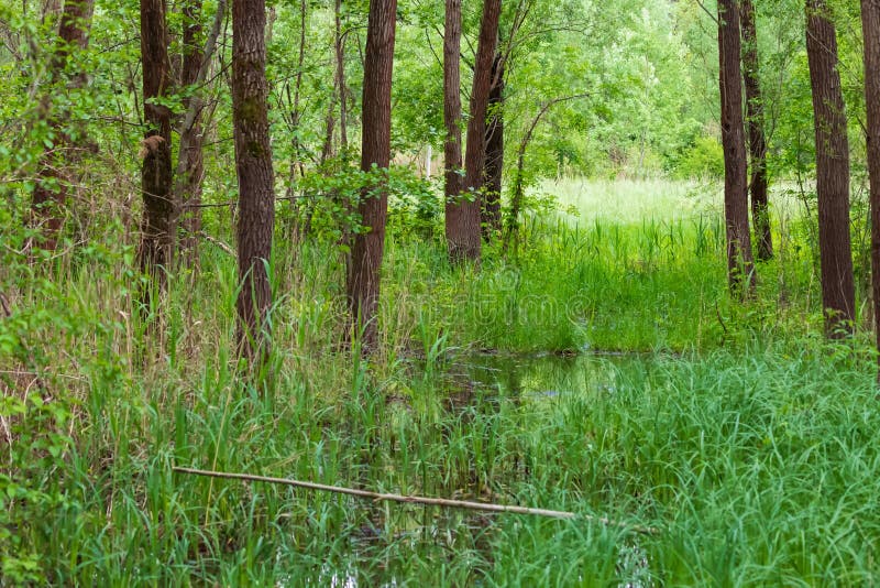 Green Trees of Floodplain Forest. There is Water between the Trees ...