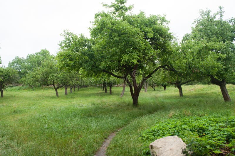 Green Trees and Footpath in the Garden Stock Photo - Image of footpath ...