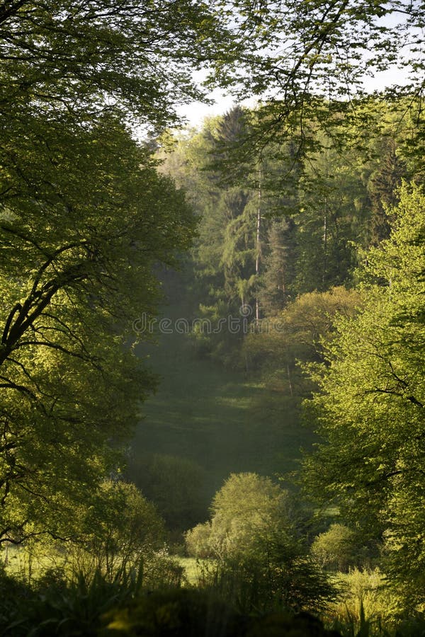 Green trees in forest stock photo. Image of landscape - 16007418