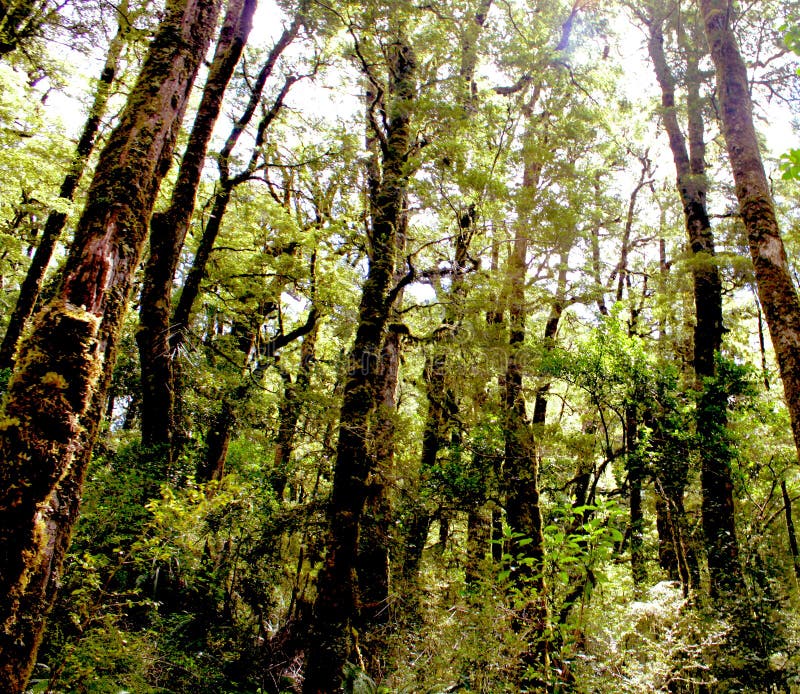 Green trees and forest stock photo. Image of trees, forest - 59255086