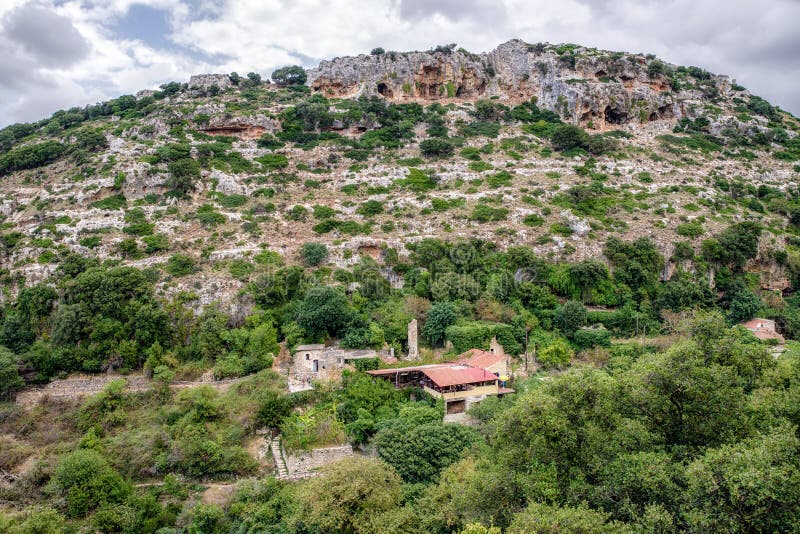 Green Trees in Forest at Crete, Greece Stock Photo - Image of crete ...